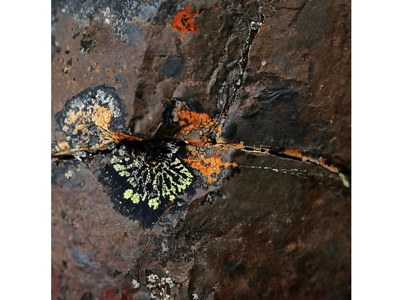 Julia Becker, Peter Solomon, Mischa Greull, Felix-Andreas Genner, Sarah ...