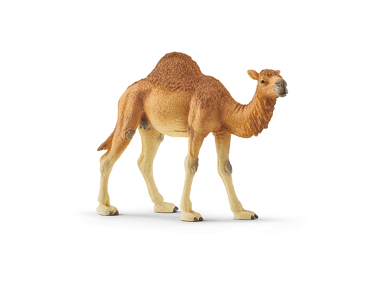 SCHLEICH 14832 DROMEDAR Spielfiguren Mehrfarbig | MediaMarkt