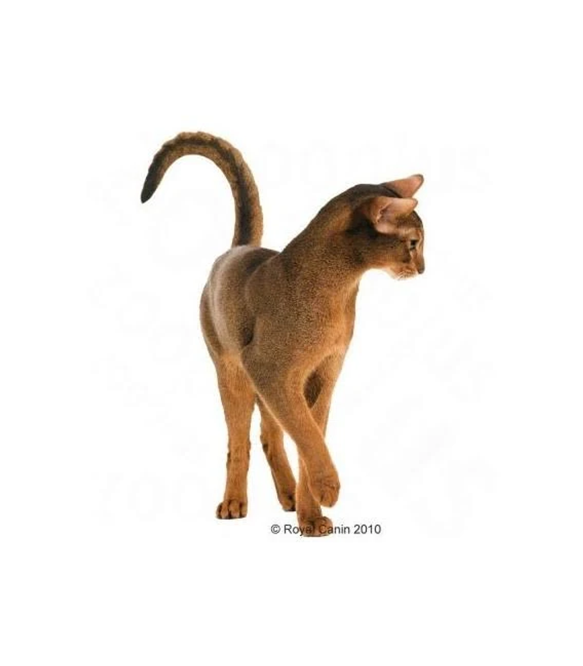 Sucha karma dla kota ROYAL CANIN Exigent Savour Sensation 4kg | MediaMarkt