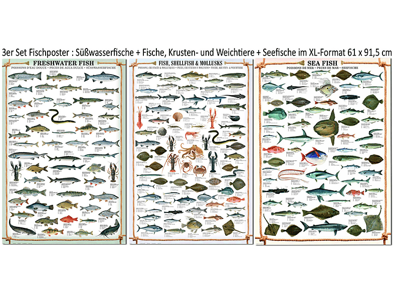 Fischposter Set - Fische, Krustentiere usw. | SATURN