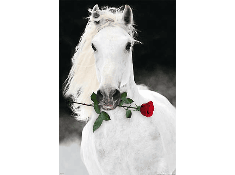 Pferde | Poster - Lipizzaner mit Rose | MediaMarkt